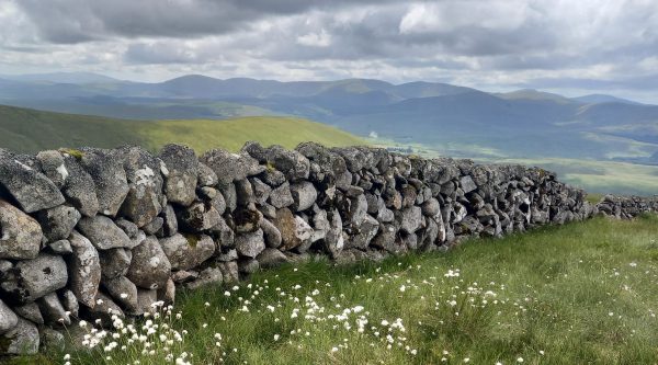 Merrick Scottish Blackface Knitwear – Where It All Began – Merrick